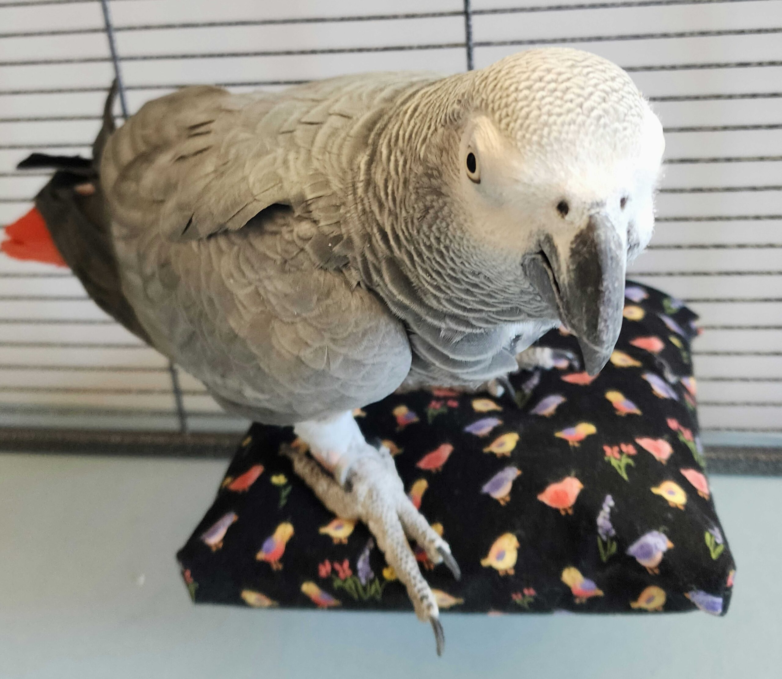 Benefits of Grounding for Birds - Flat Perch
